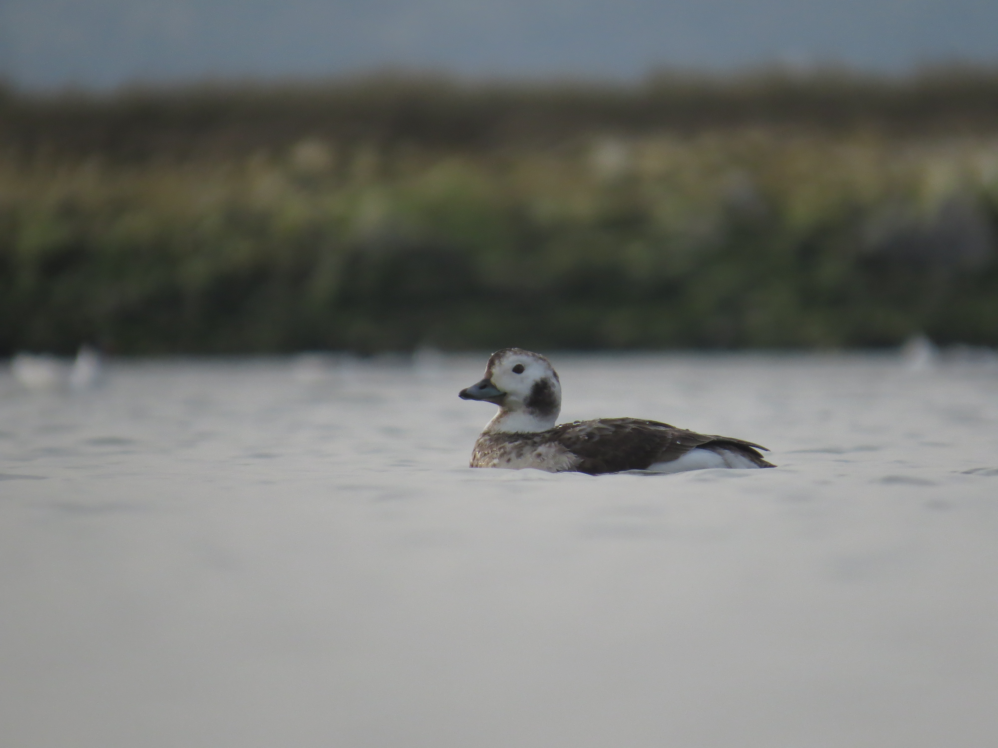 Long-tailed Duck by Neb H - BirdGuides