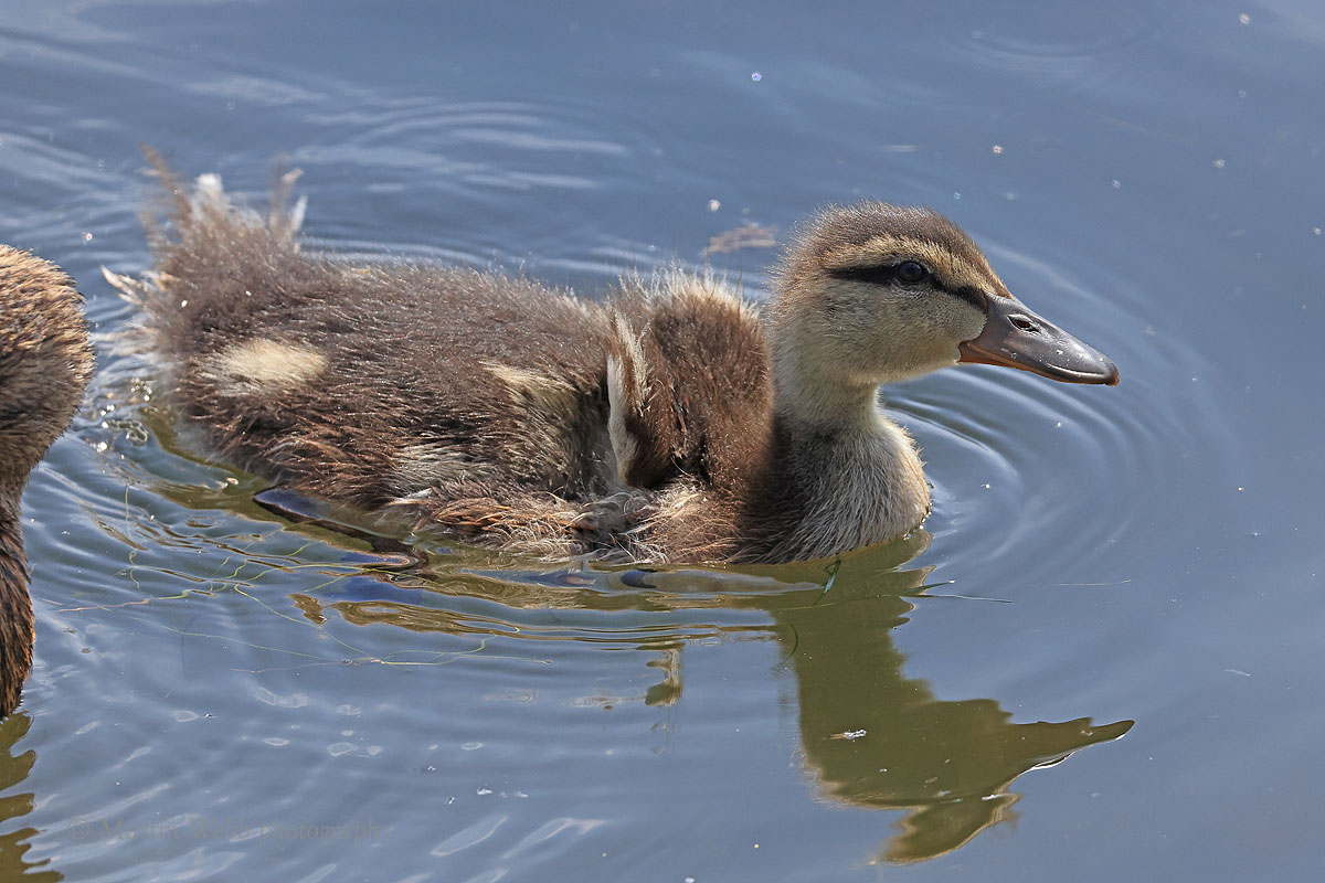 Mallard by Martin Webb - BirdGuides
