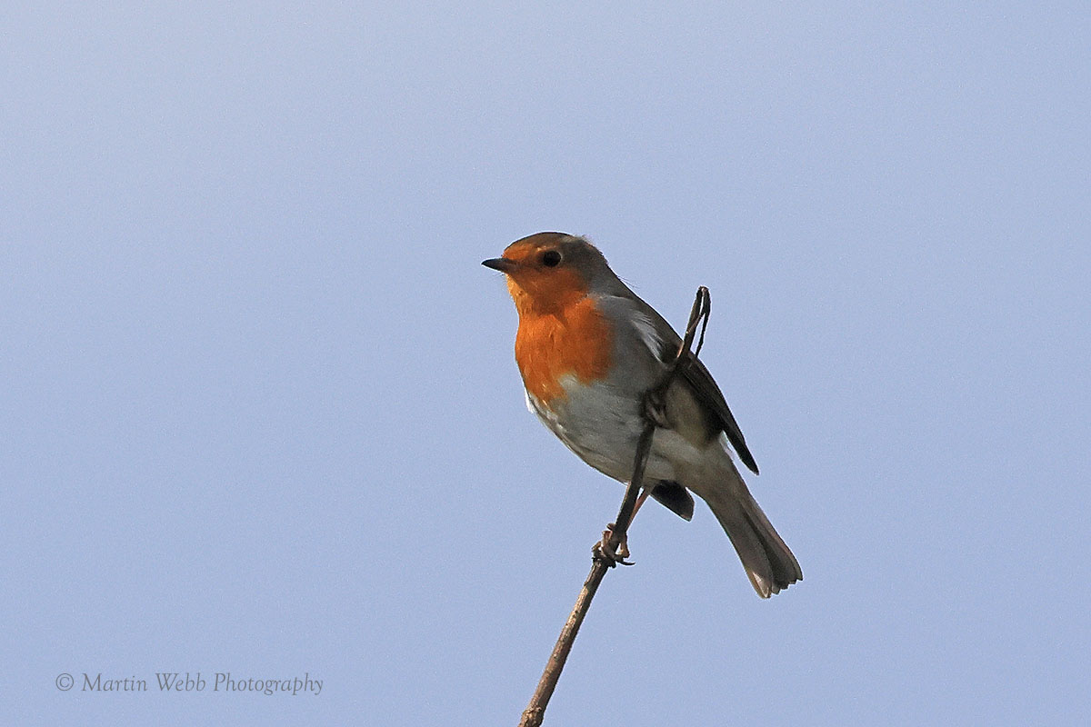 European Robin by Martin Webb - BirdGuides