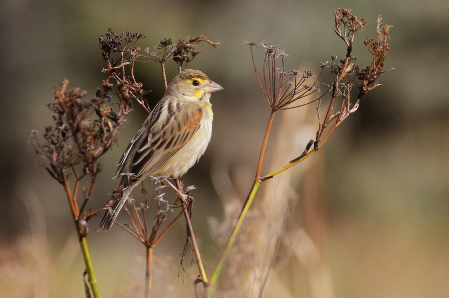 Details : Dickcissel - BirdGuides