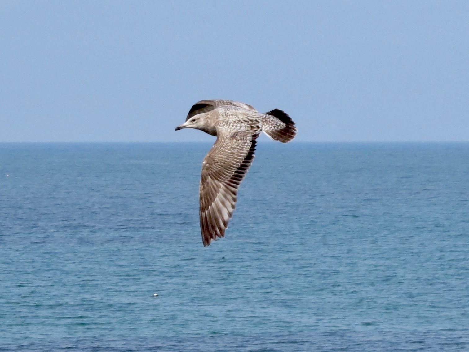 American Herring Gull by Wayne Turner - BirdGuides