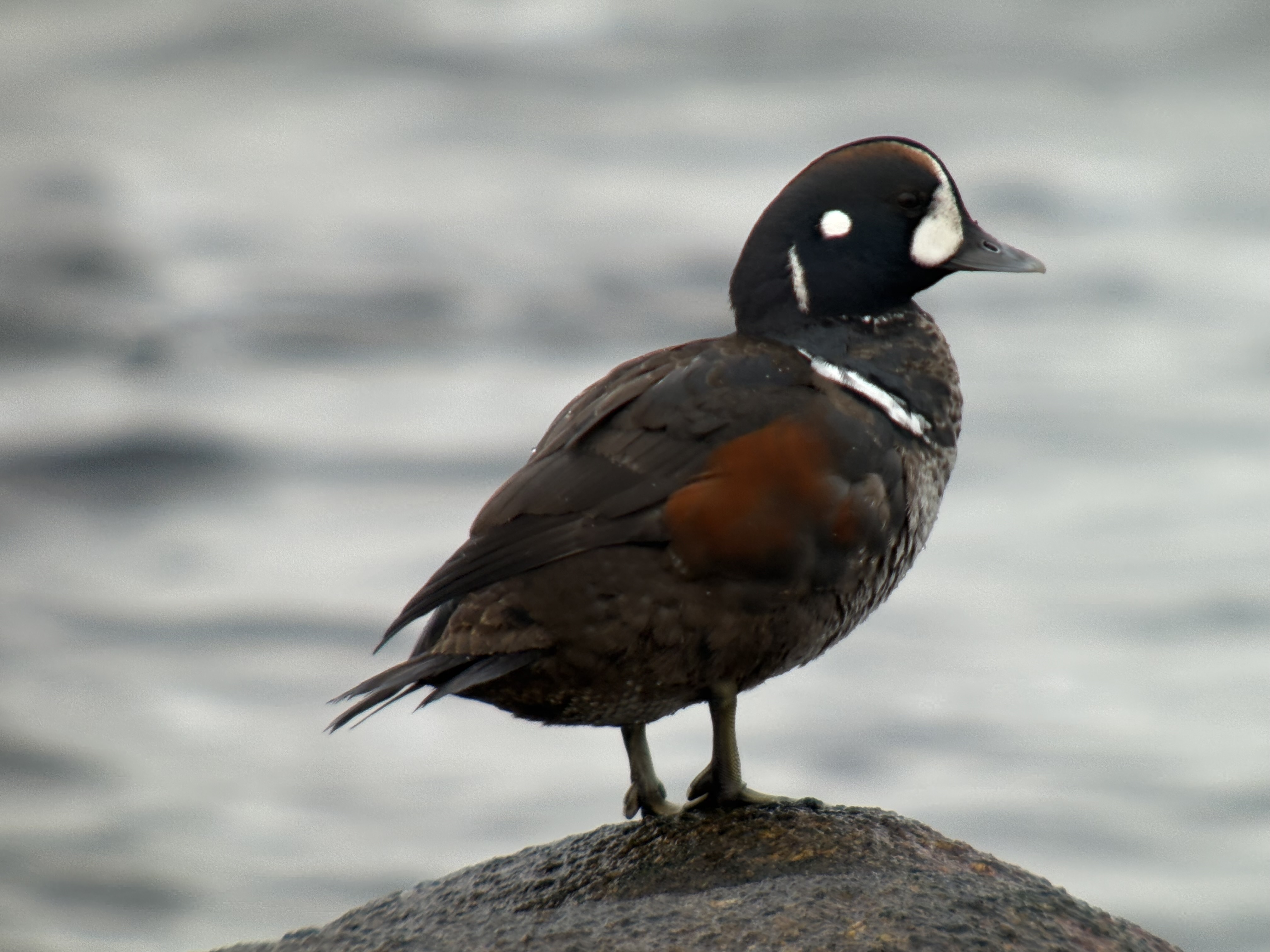 Harlequin Duck by Robin Sandham - BirdGuides