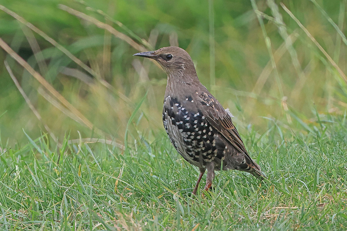 Common Starling by Martin Webb - BirdGuides