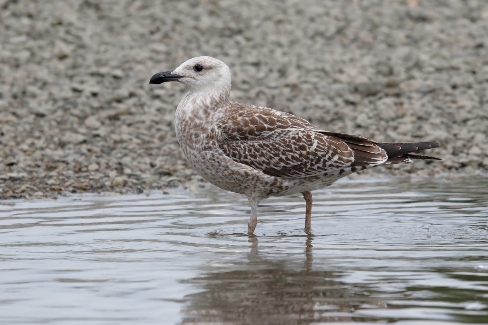 Yellow-legged Gull by Josh Jones - BirdGuides