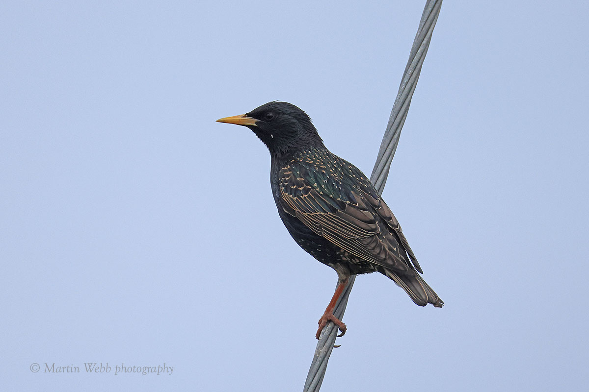 Common Starling by Martin Webb - BirdGuides