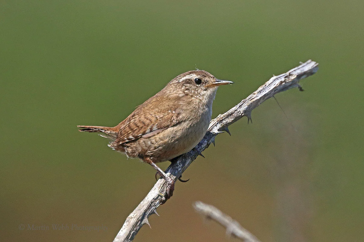 Details : Eurasian Wren - BirdGuides