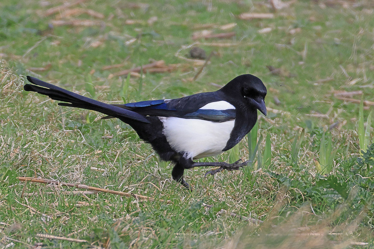 Magpie by Martin Webb - BirdGuides