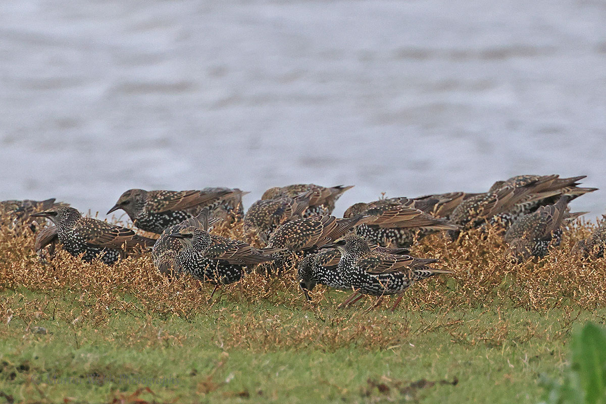Common Starling by Martin Webb - BirdGuides