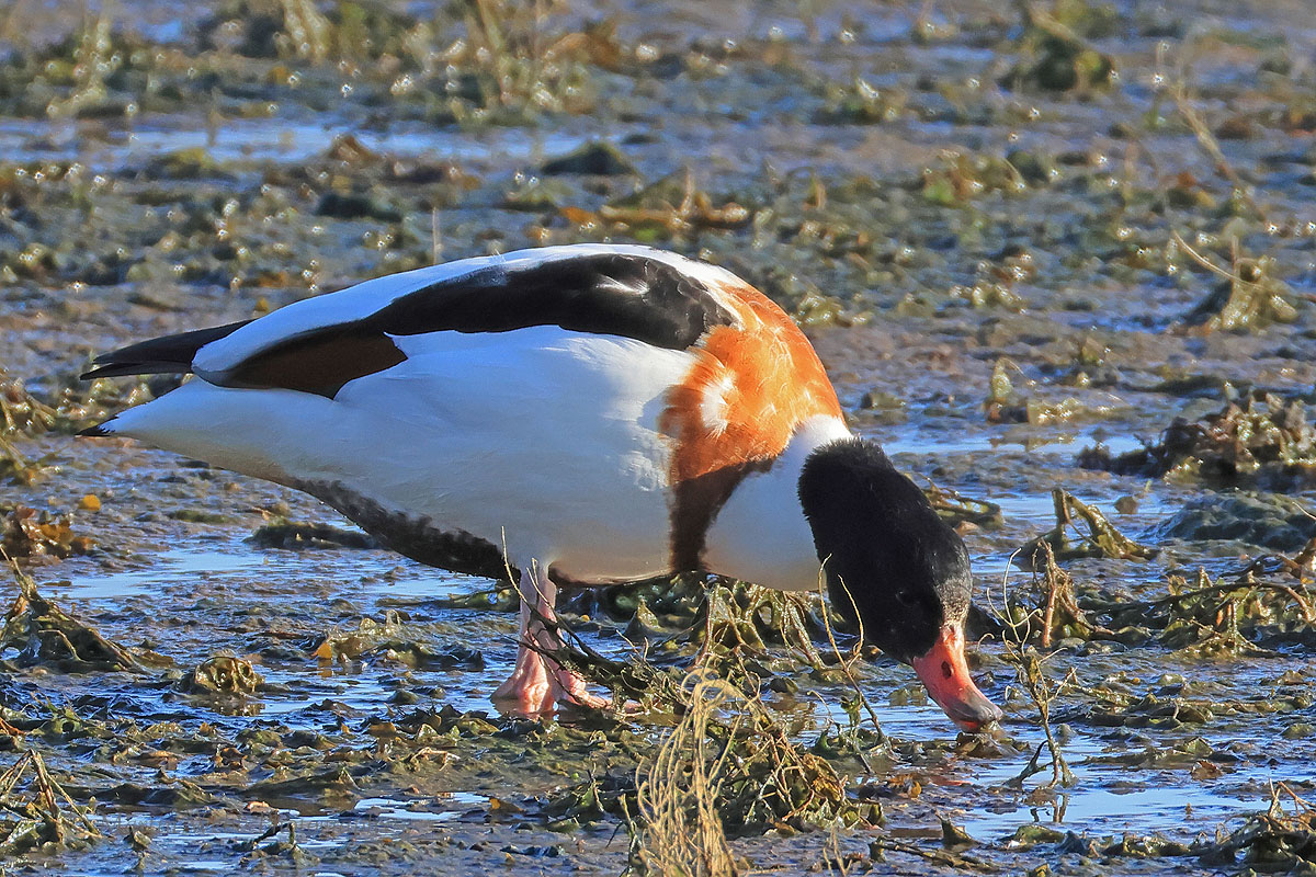 Common Shelduck by Martin Webb - BirdGuides