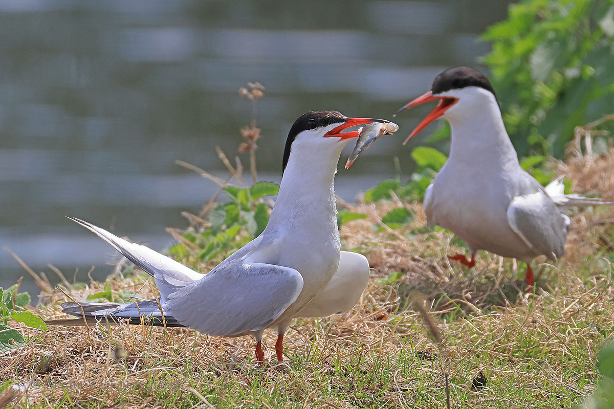 Common Tern by Martin Webb - BirdGuides