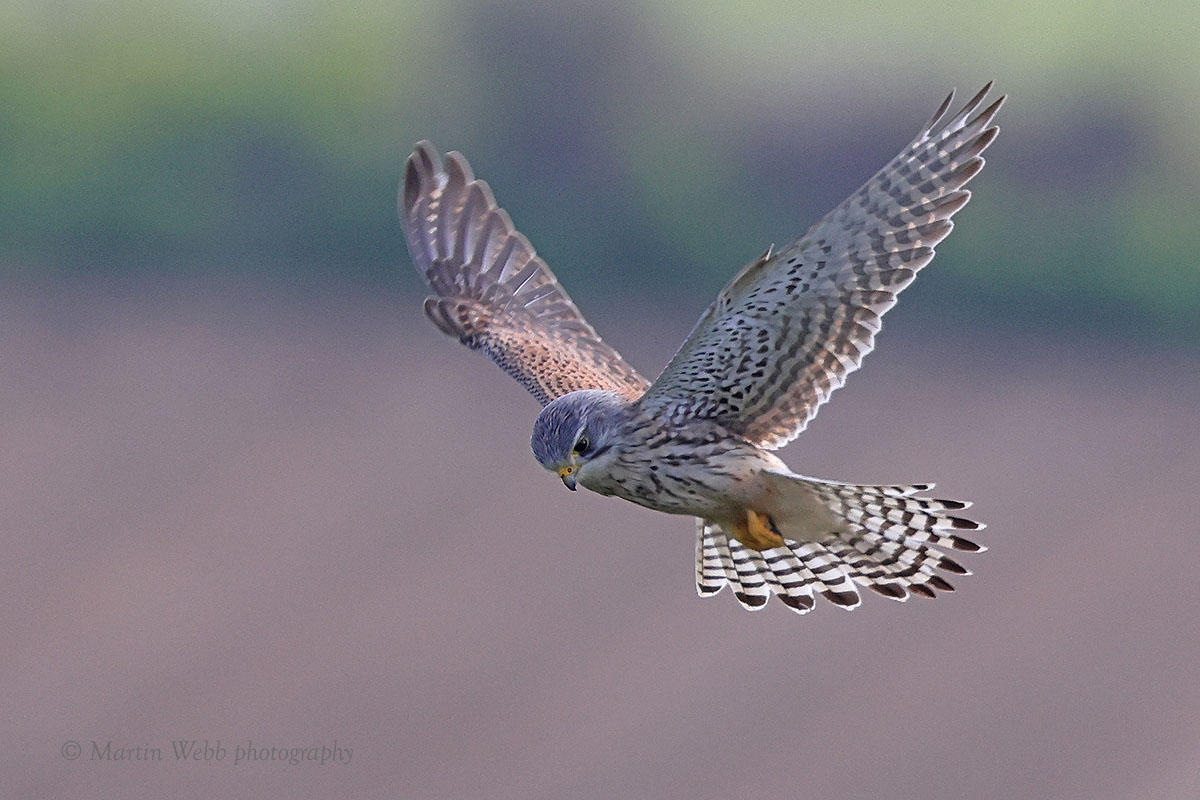 Common Kestrel by Martin Webb - BirdGuides