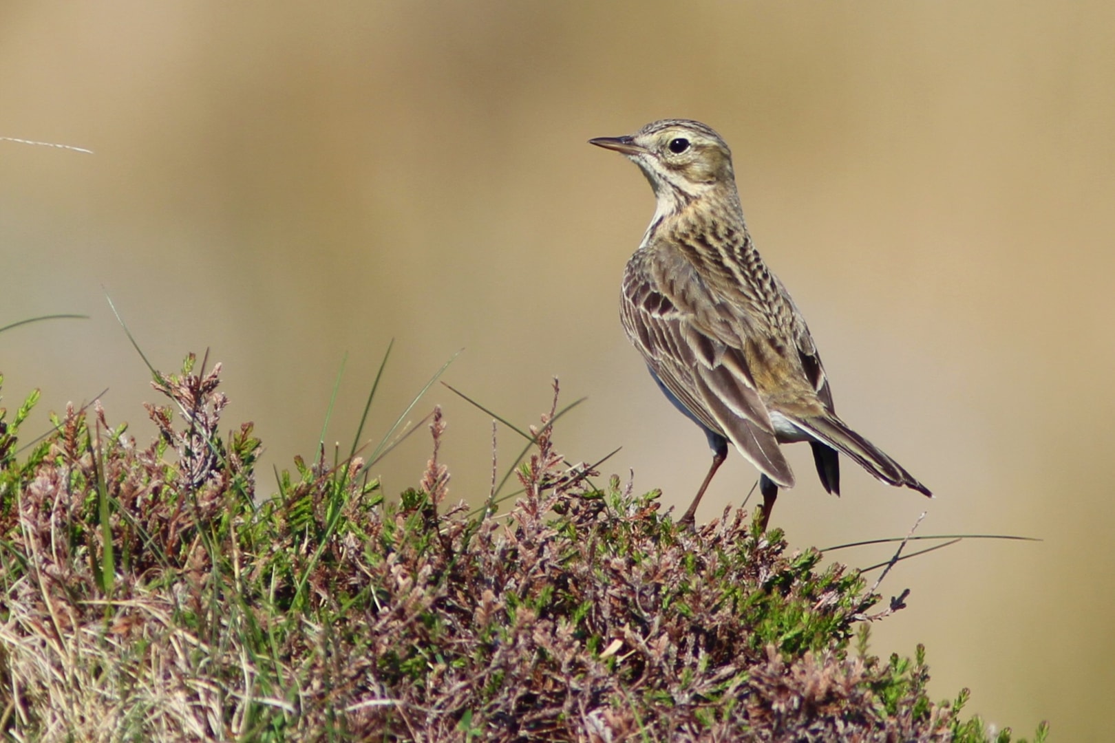 Meadow Pipit by Mark New - BirdGuides