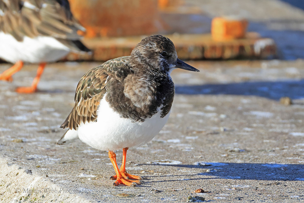 Ruddy Turnstone by Martin Webb - BirdGuides