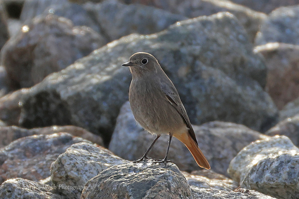 Black Redstart by Martin Webb - BirdGuides