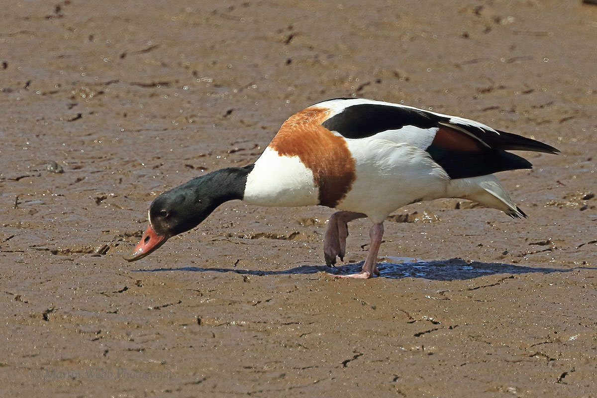 Common Shelduck by Martin Webb - BirdGuides
