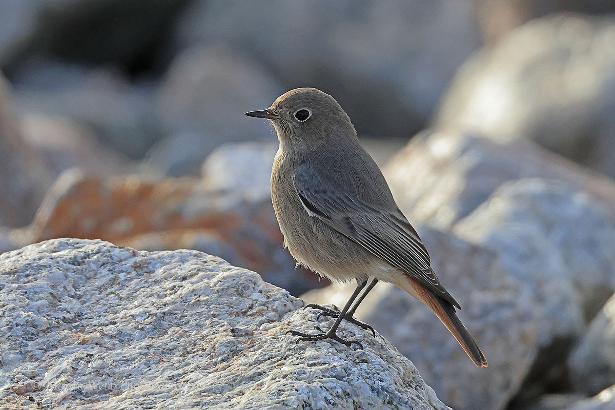 Black Redstart by Martin Webb - BirdGuides