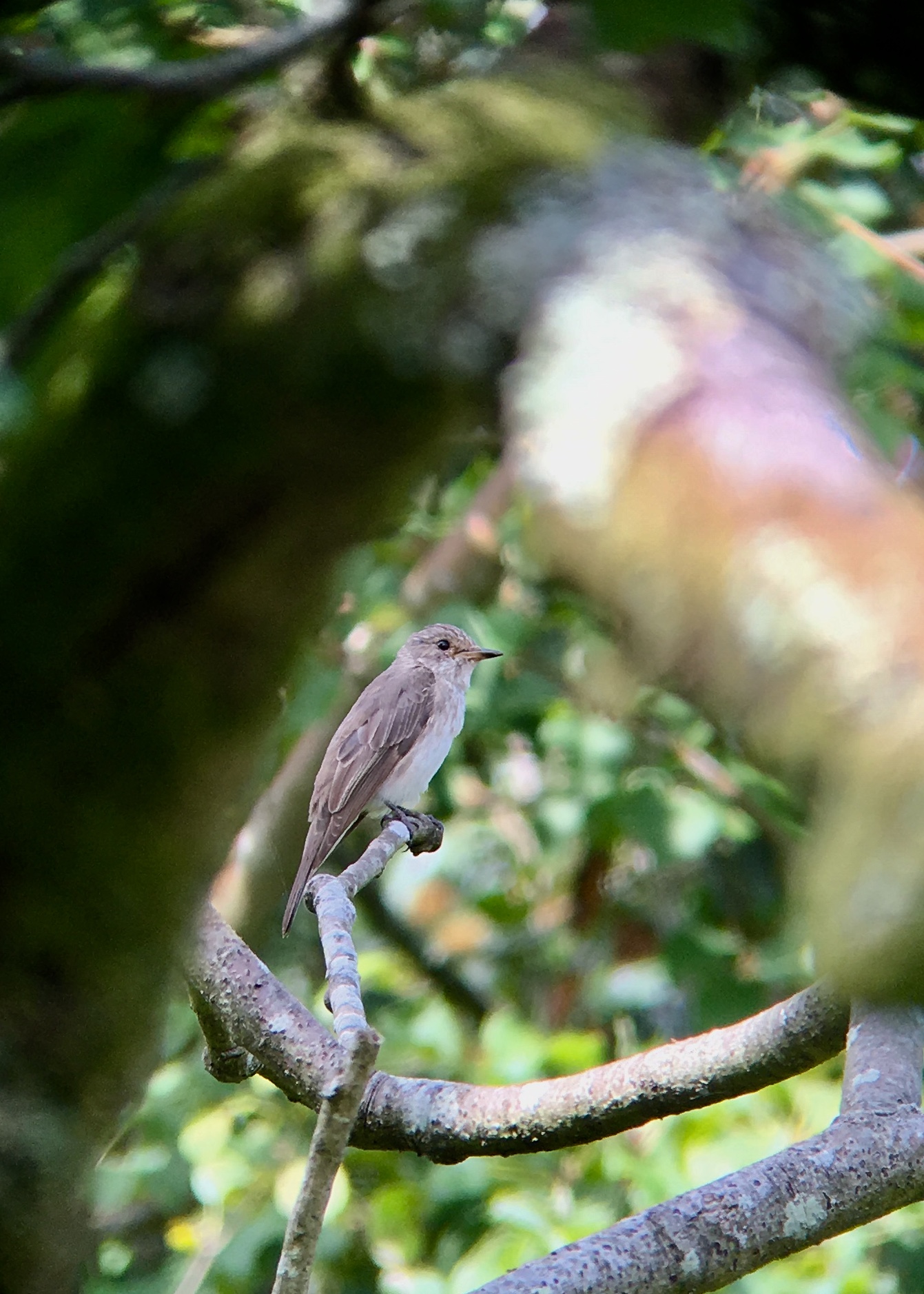 Pulborough Brooks RSPB Birdwatching Site - BirdGuides