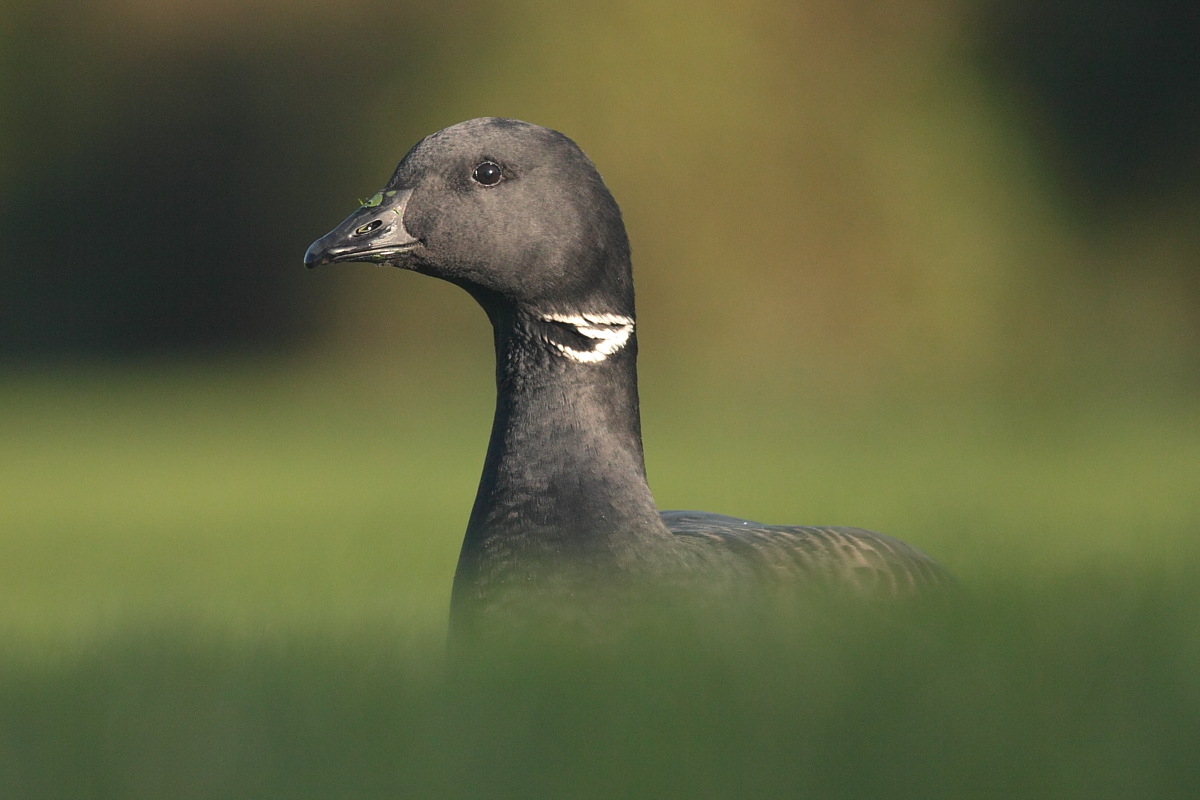Details : Pale-bellied Brent Goose - BirdGuides