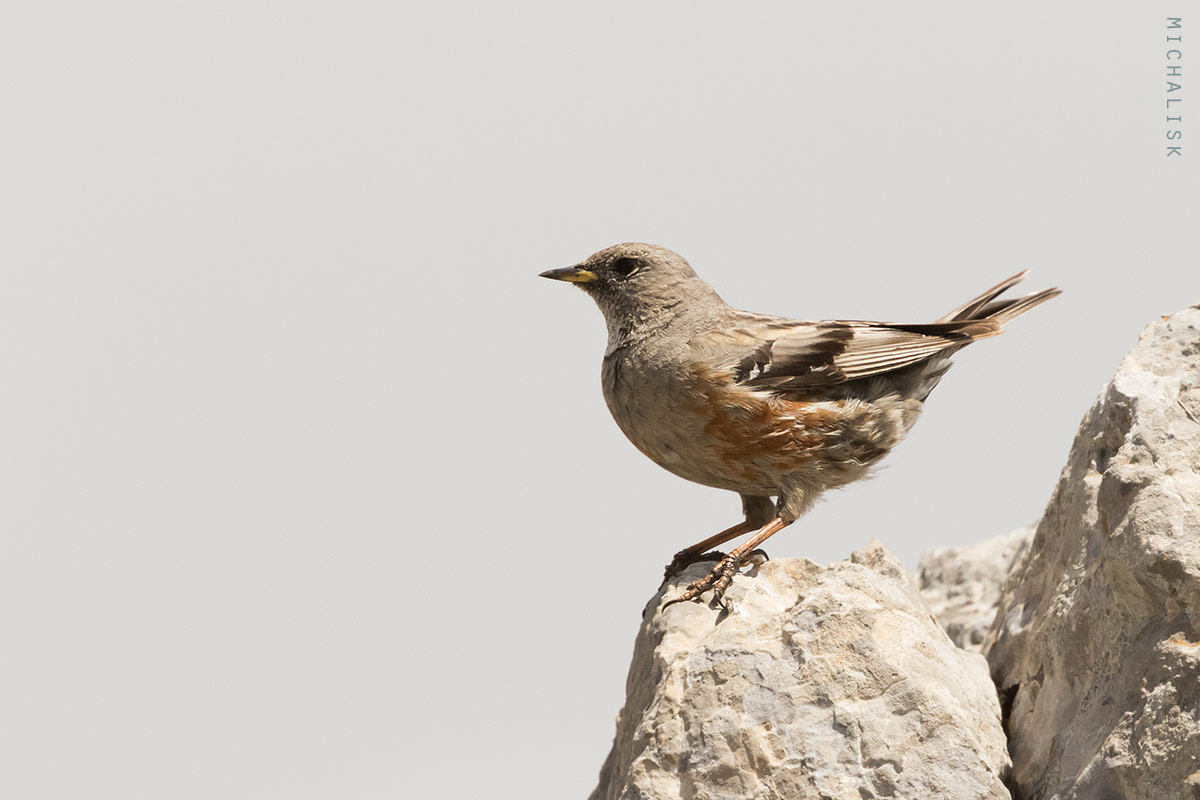 Alpine Accentor by Michalis Kotsakis - BirdGuides