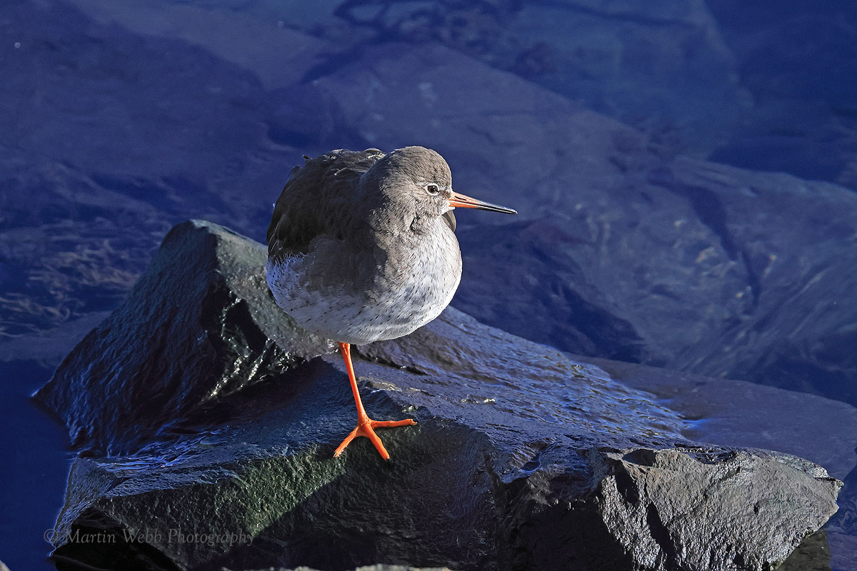 Common Redshank by Martin Webb - BirdGuides