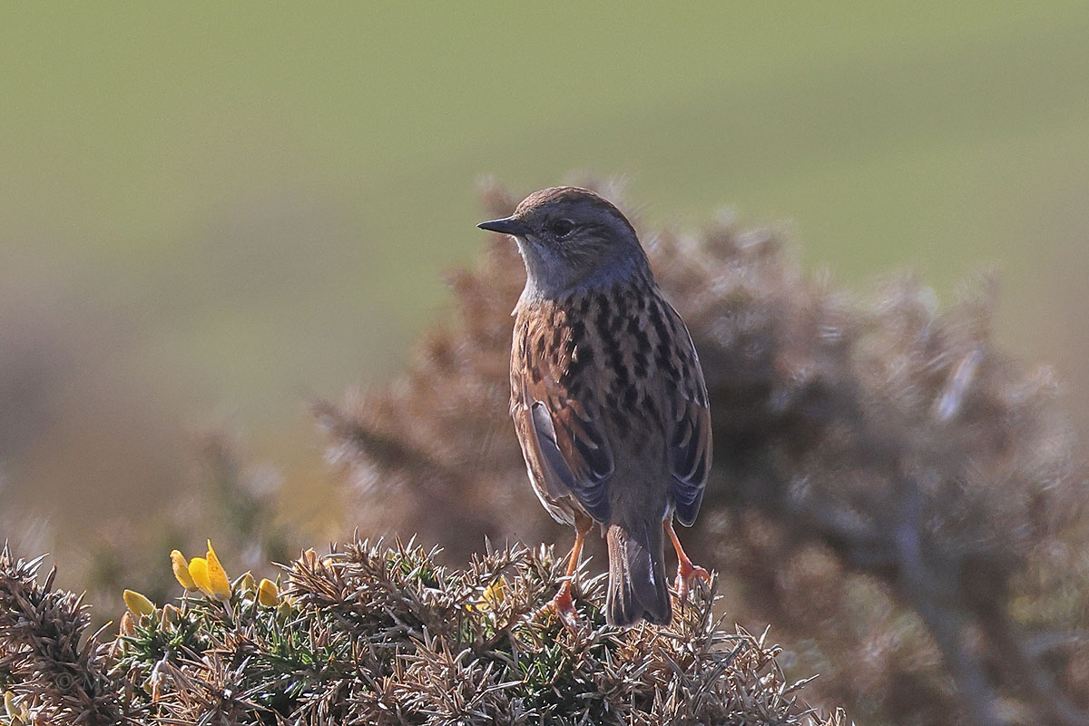 Dunnock by Martin Webb - BirdGuides