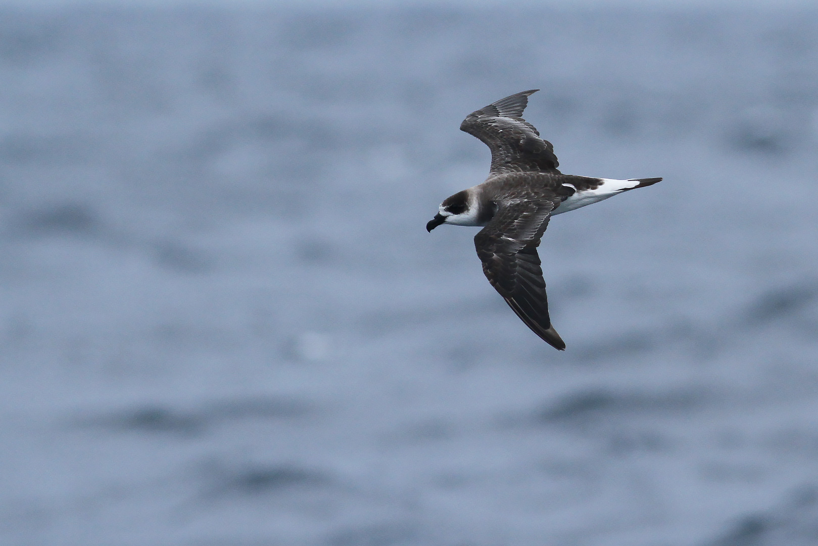 Details : Black-capped Petrel - BirdGuides