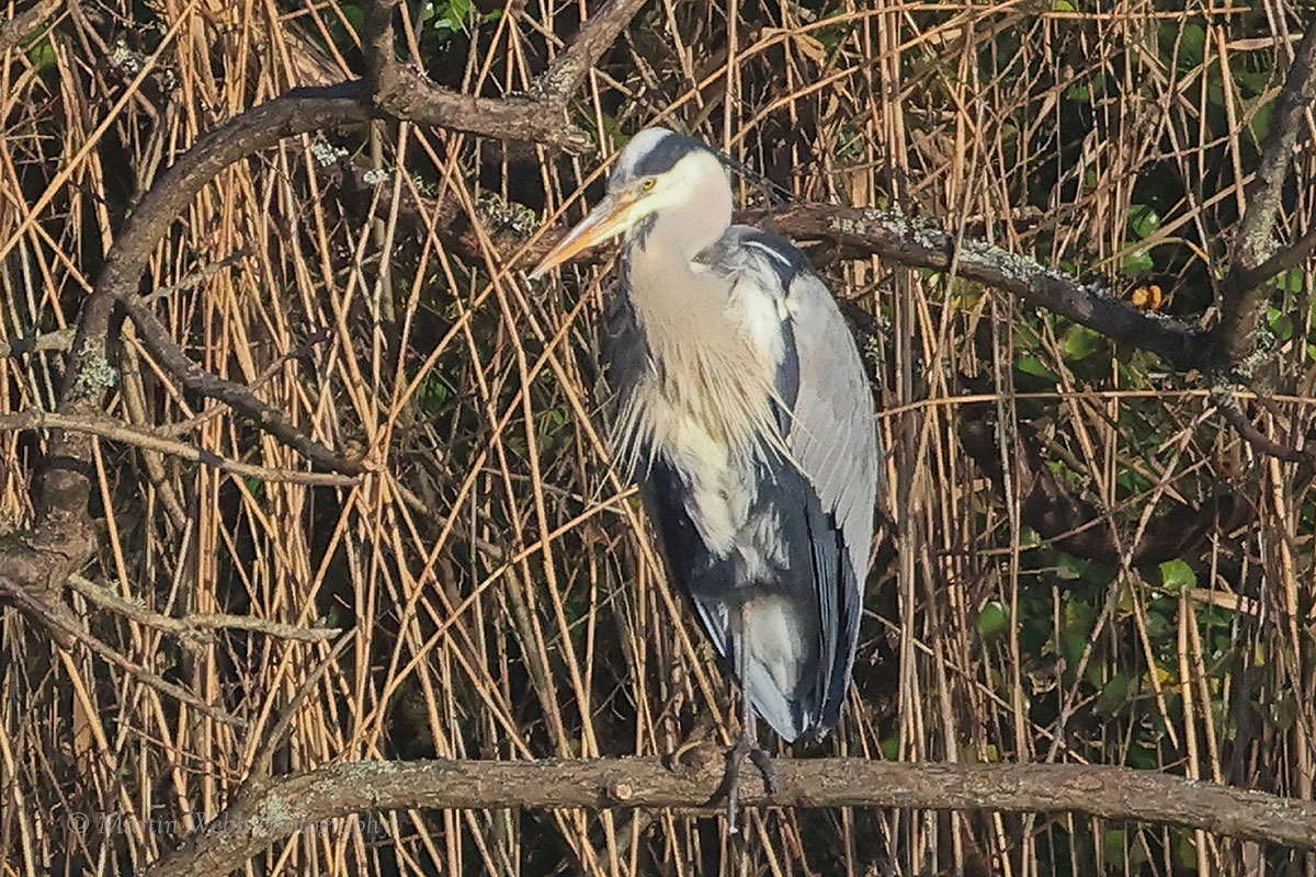 Grey Heron by Martin Webb - BirdGuides