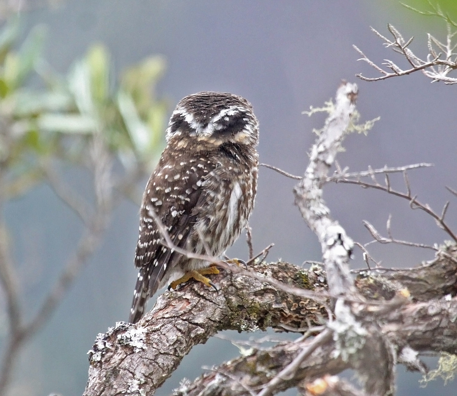 Details : Andean Pygmy Owl - BirdGuides