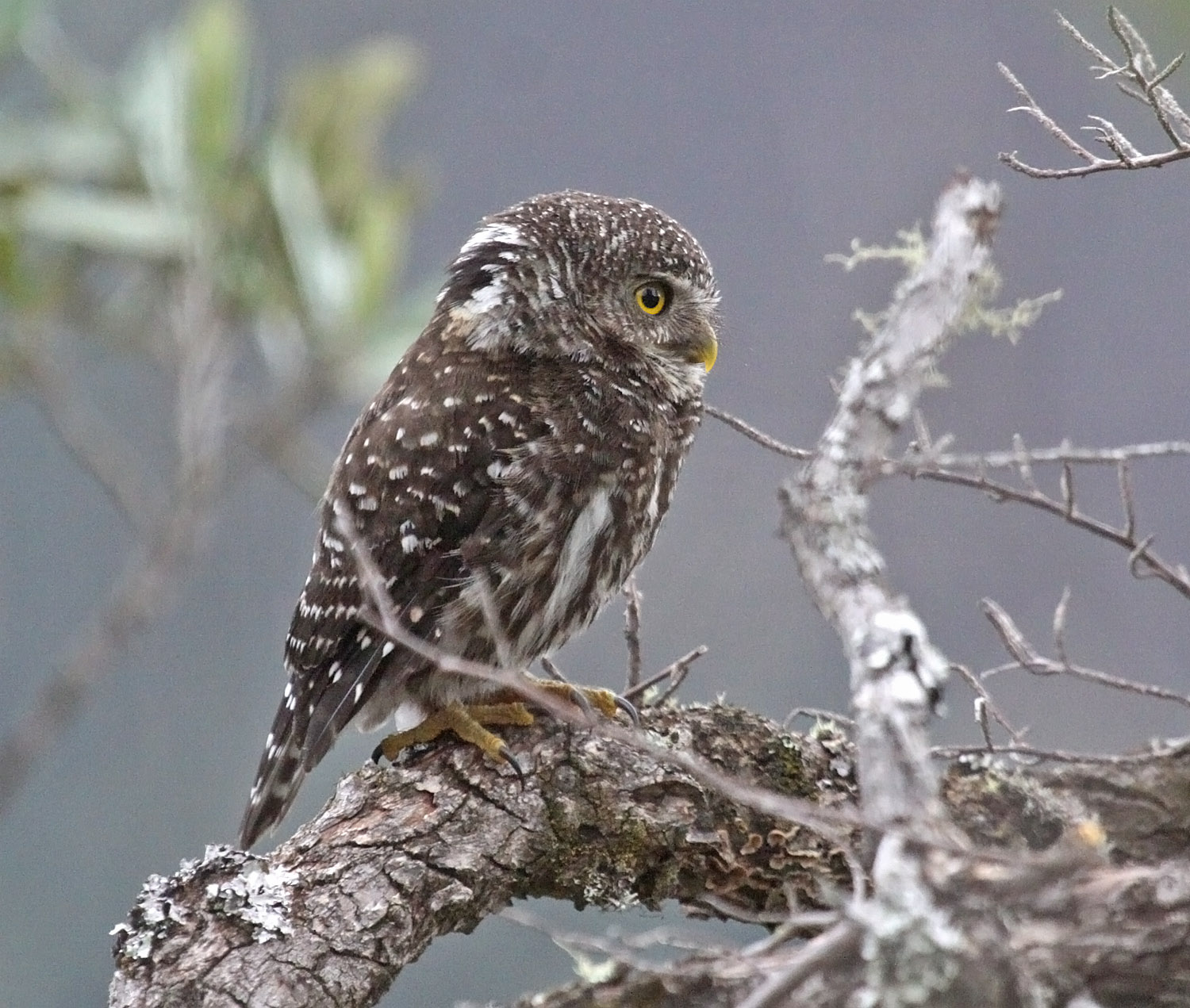 Details : Andean Pygmy Owl - BirdGuides