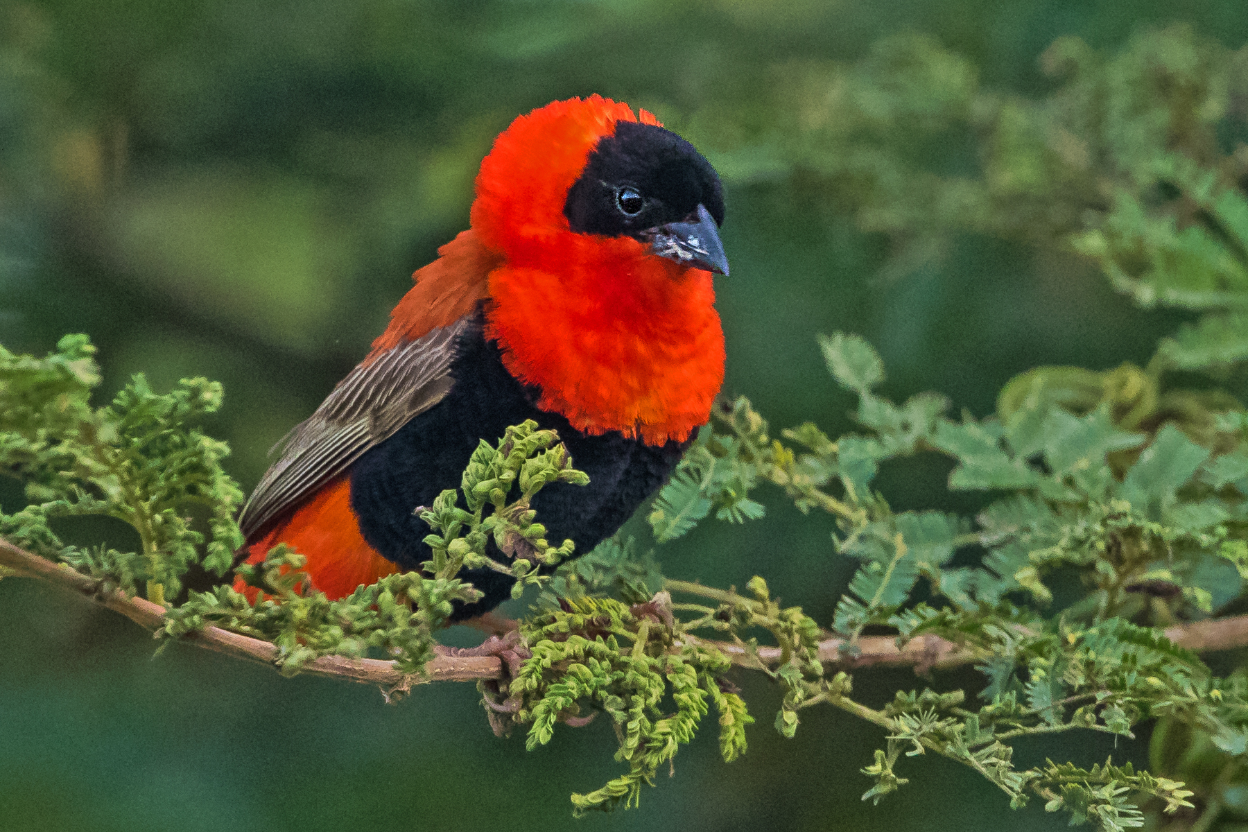 Details : Northern Red Bishop - BirdGuides