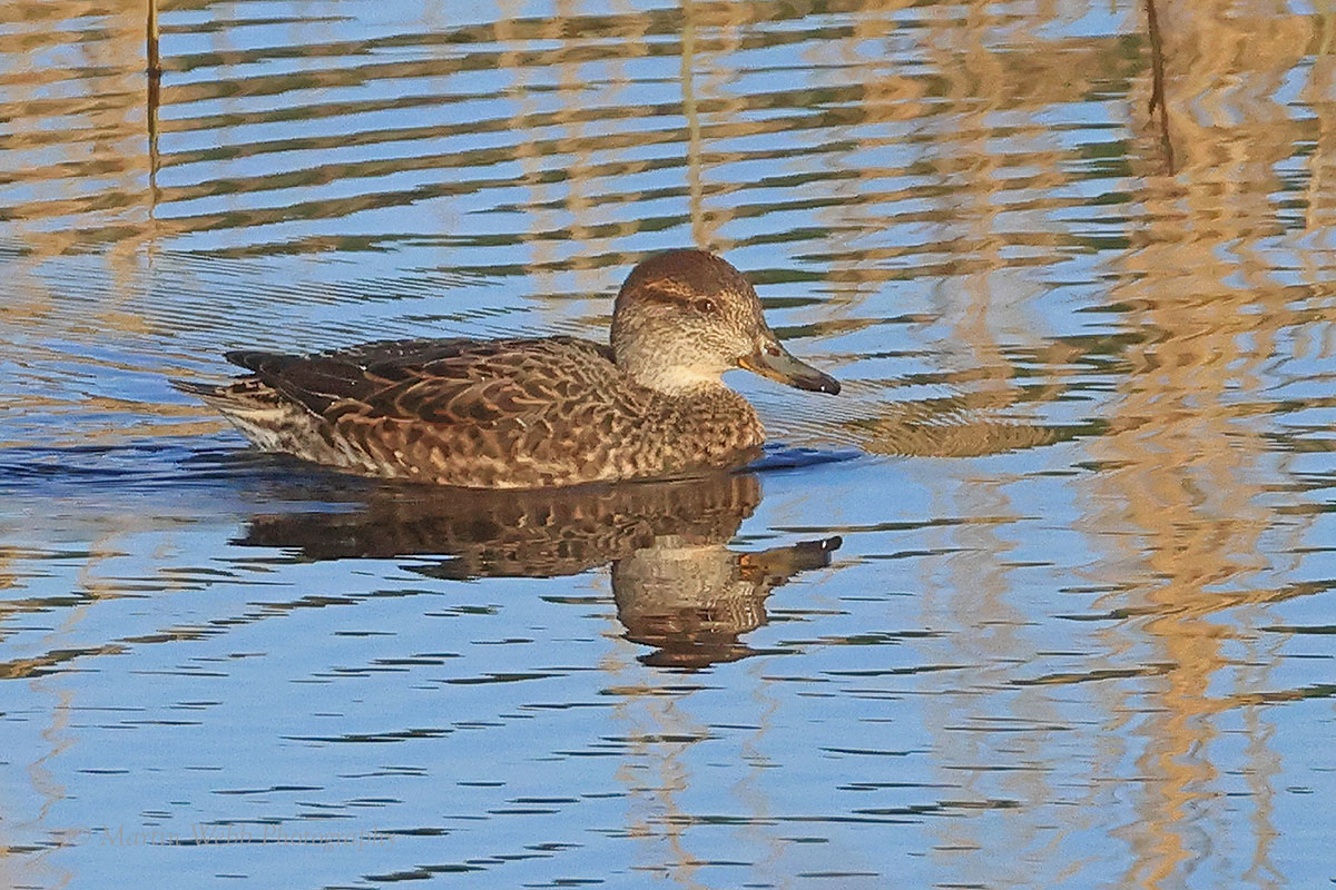 Eurasian Teal by Martin Webb - BirdGuides