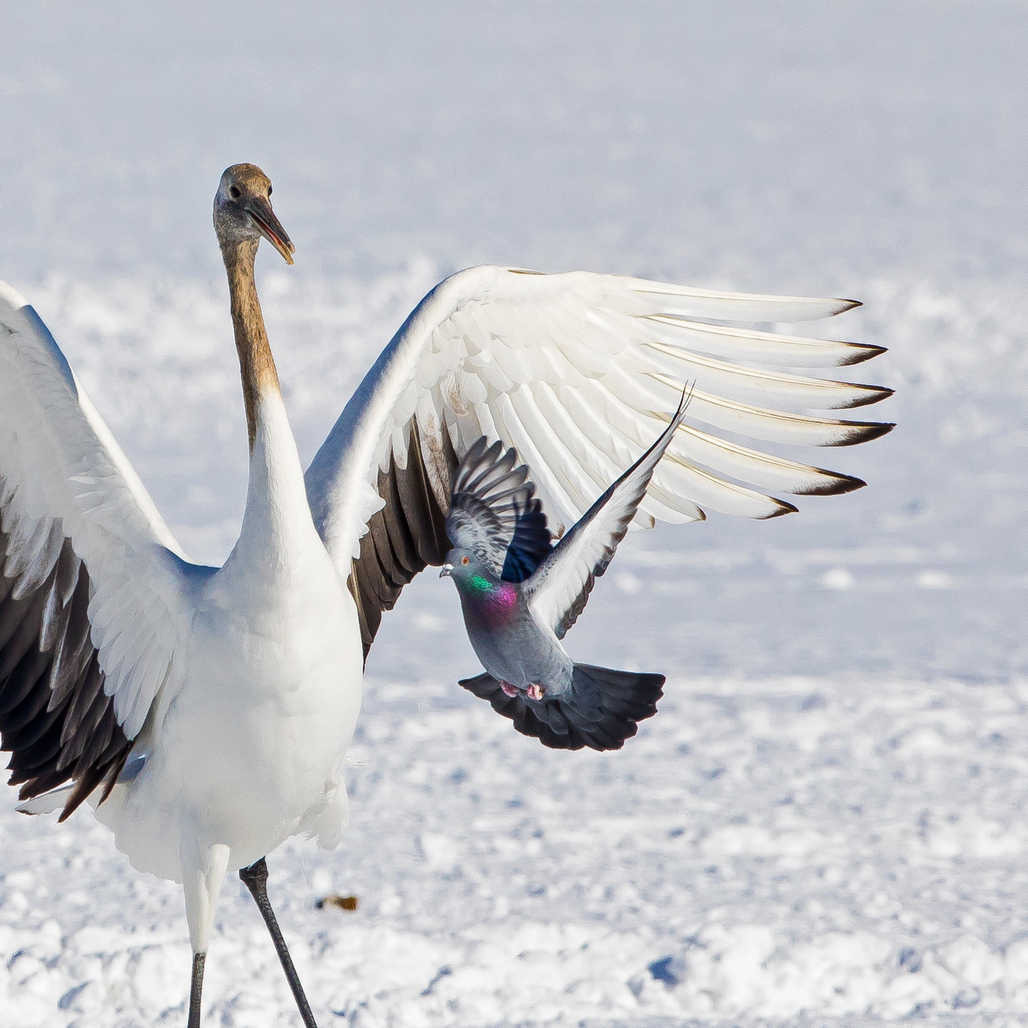 Details : Red-crowned Crane - BirdGuides