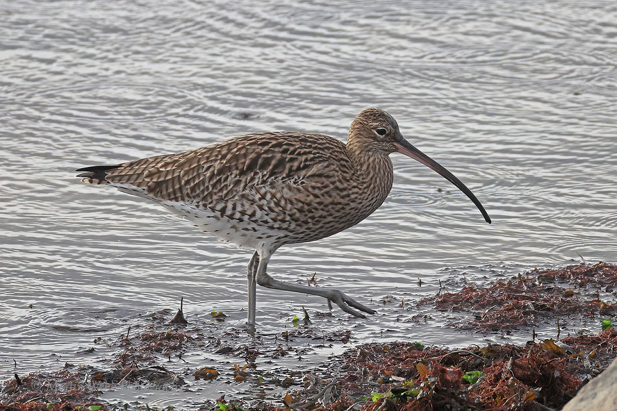 Eurasian Curlew by Martin Webb - BirdGuides