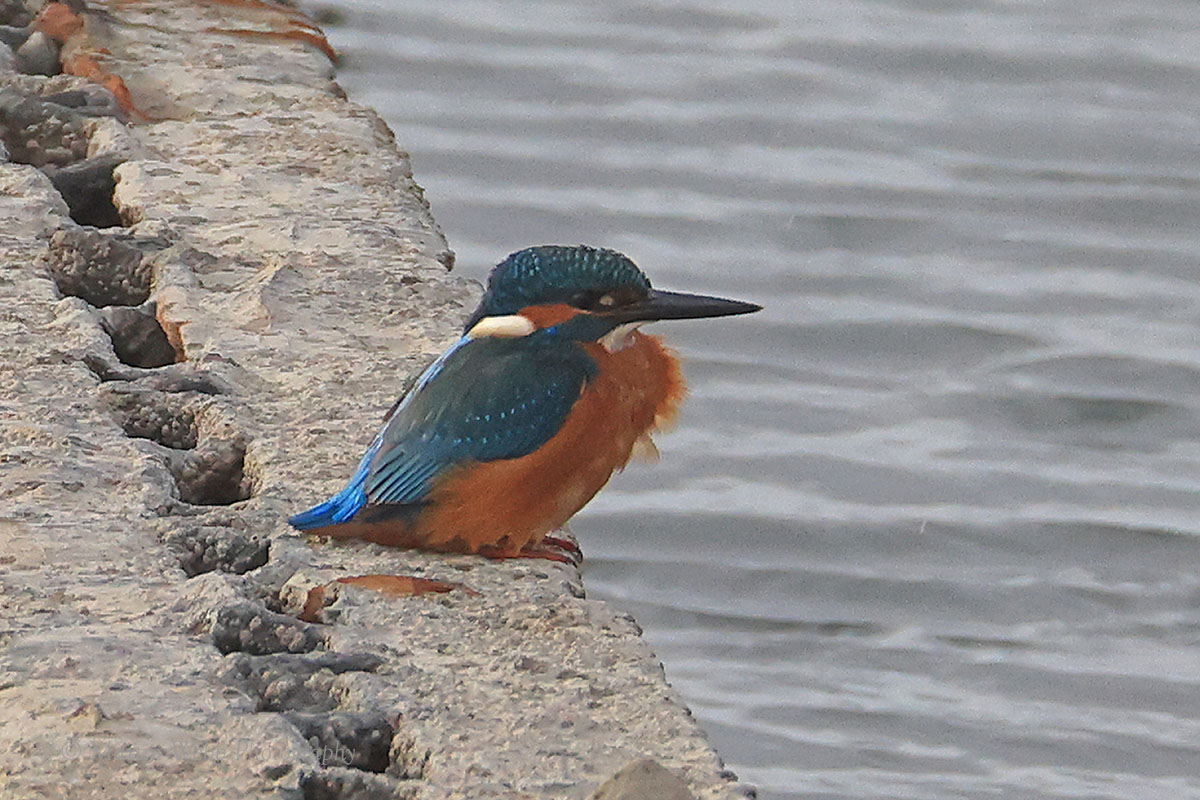 Common Kingfisher by Martin Webb - BirdGuides