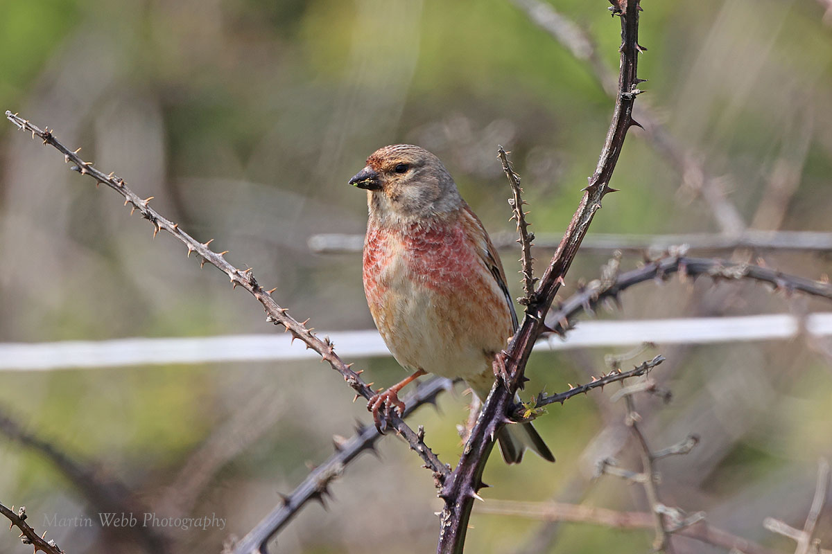 Common Linnet by Martin Webb - BirdGuides