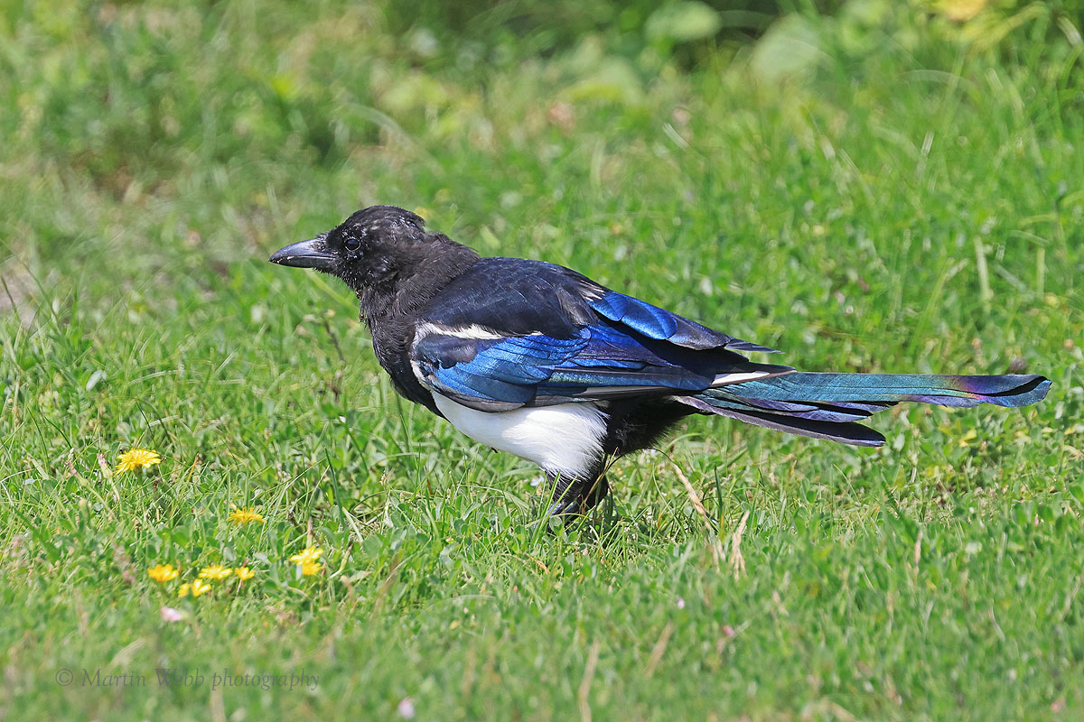 Magpie by Martin Webb - BirdGuides