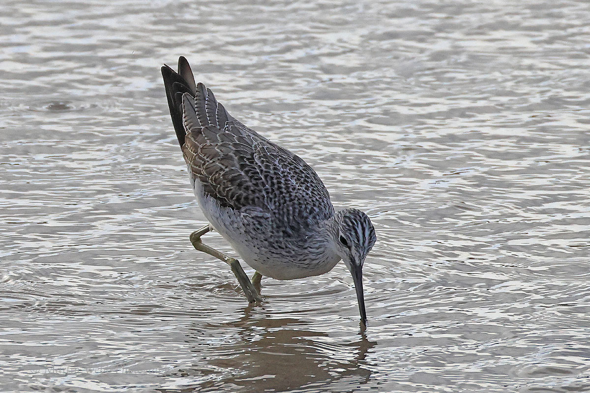 Greenshank by Martin Webb - BirdGuides