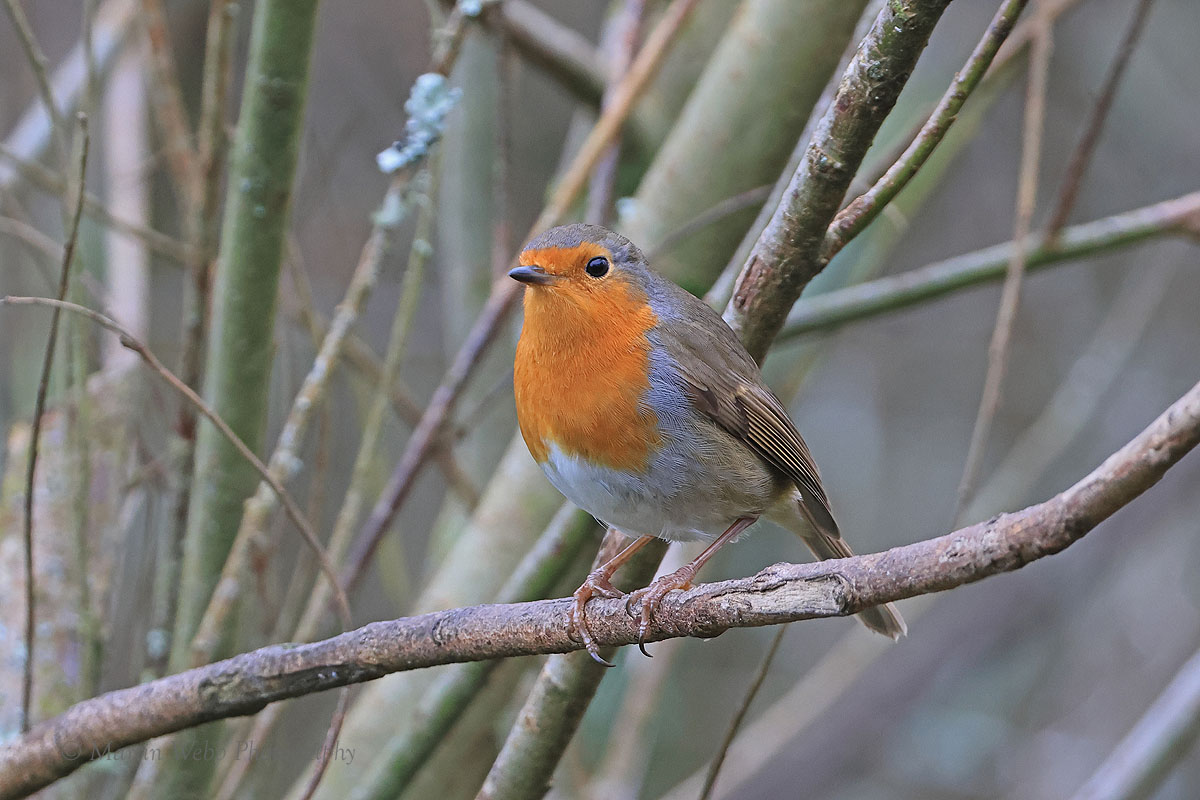 European Robin by Martin Webb - BirdGuides