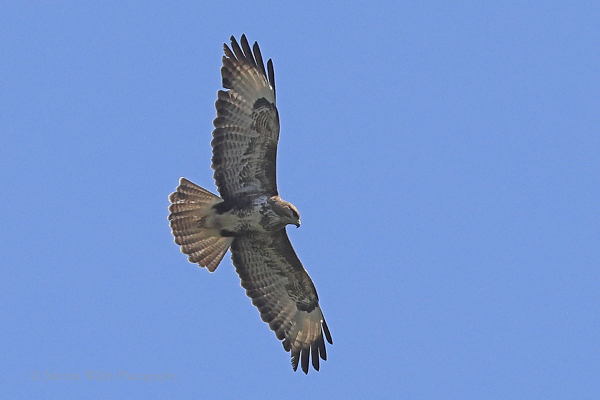 Common Buzzard by Martin Webb - BirdGuides