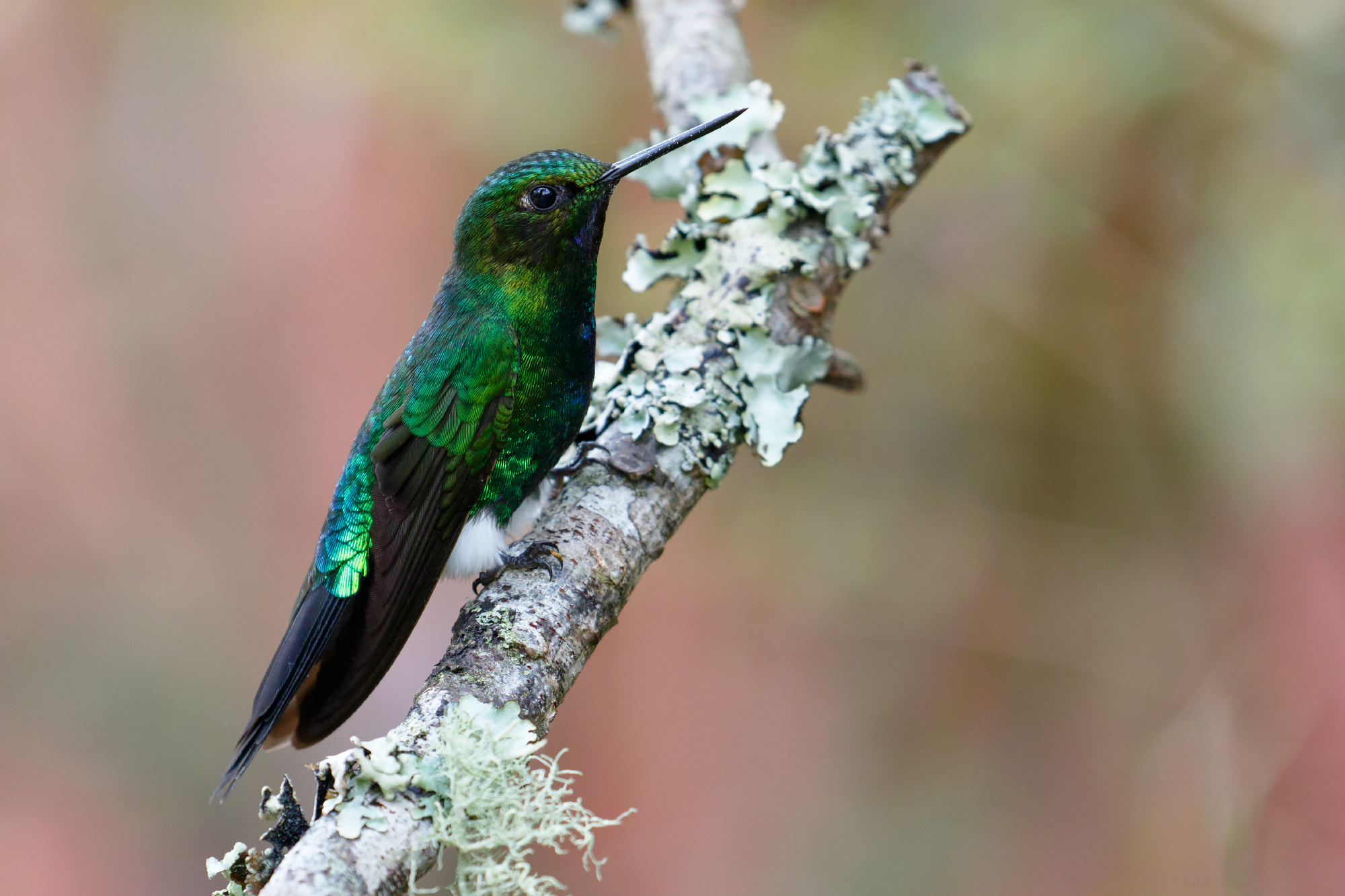 Details : Glowing Puffleg - BirdGuides