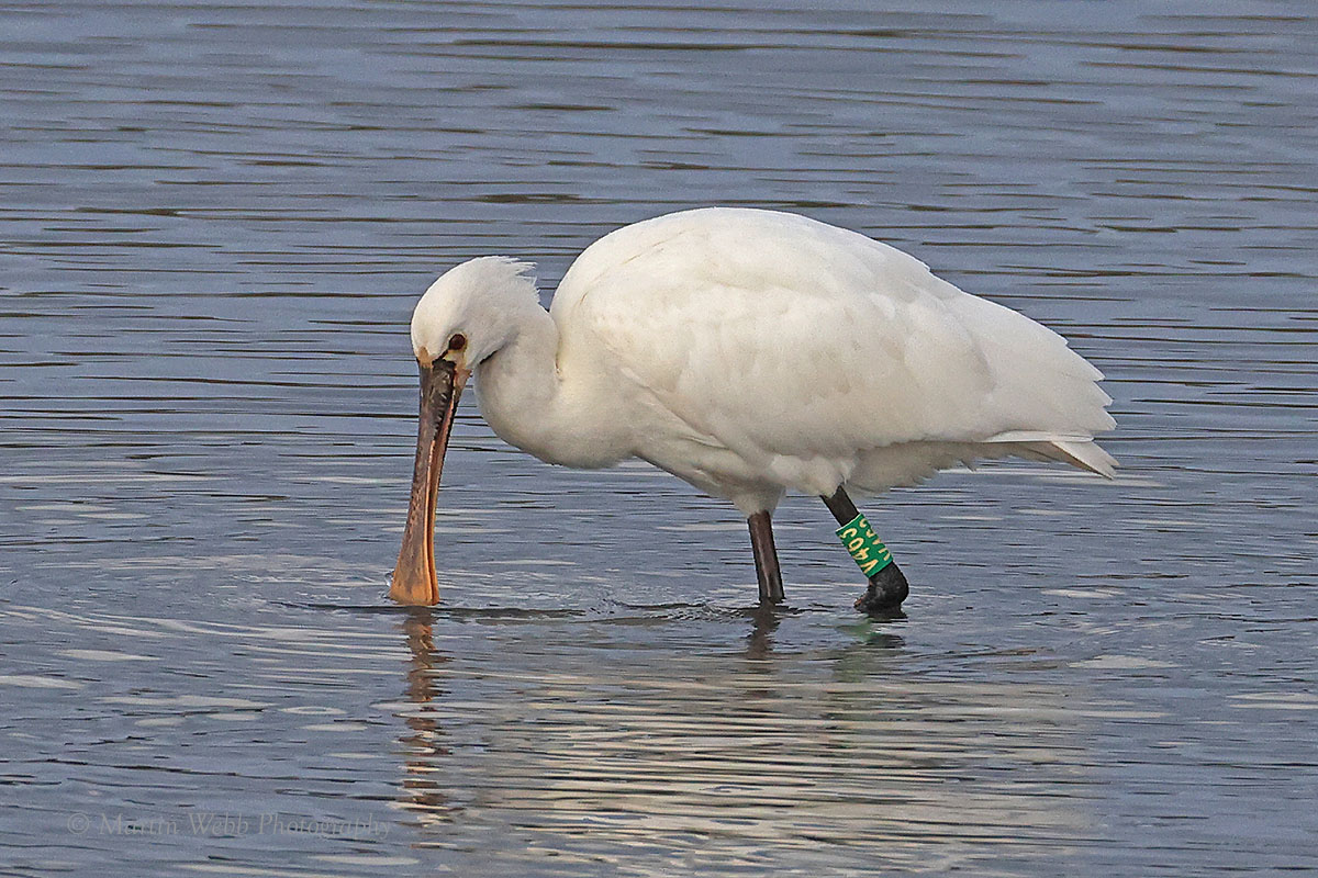 Eurasian Spoonbill by Martin Webb - BirdGuides