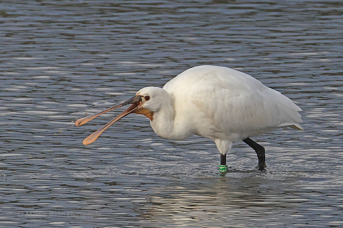 Eurasian Spoonbill by Martin Webb - BirdGuides