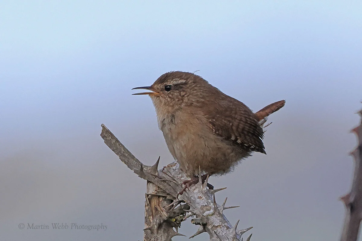Details : Eurasian Wren - BirdGuides