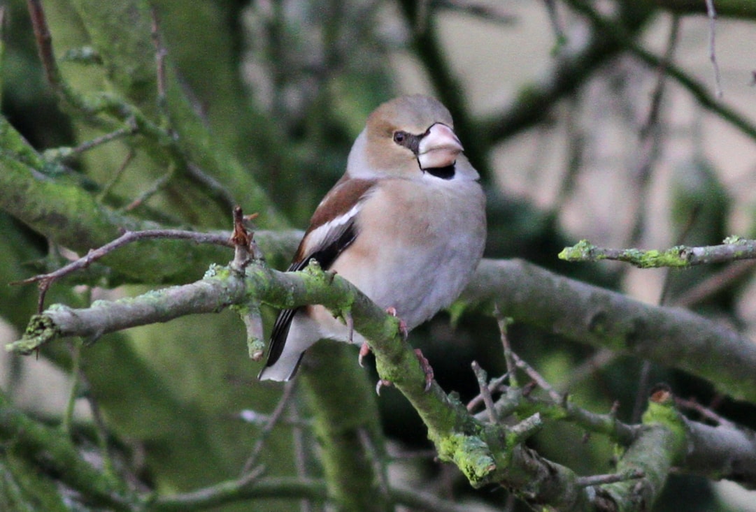 Hawfinch by Richard Willison - BirdGuides