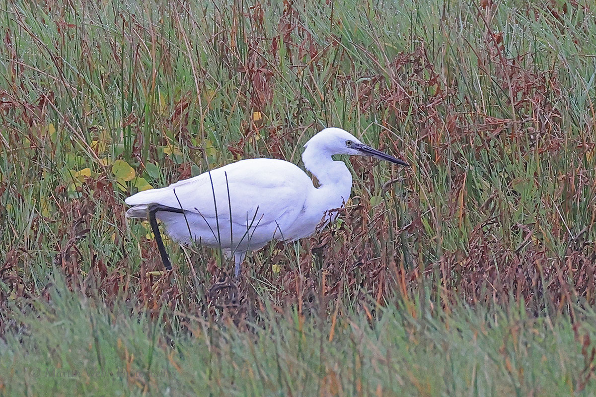 Little Egret by Martin Webb - BirdGuides
