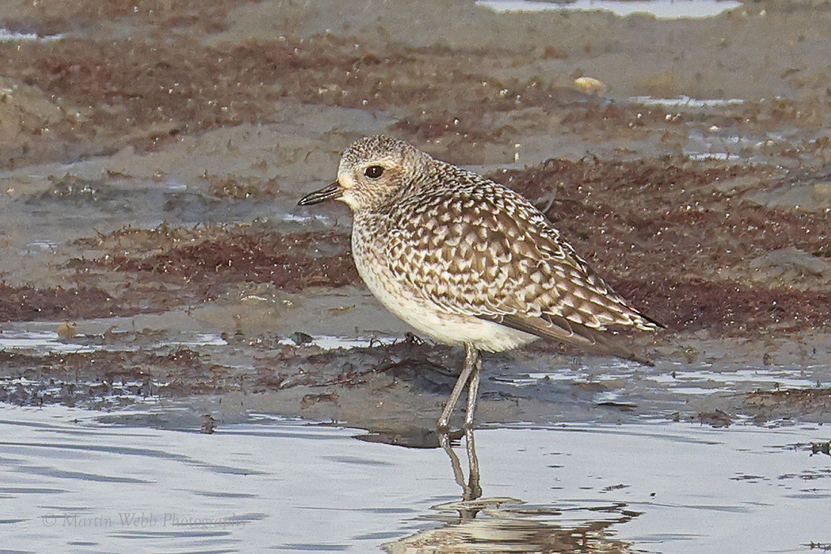 Grey Plover by Martin Webb - BirdGuides