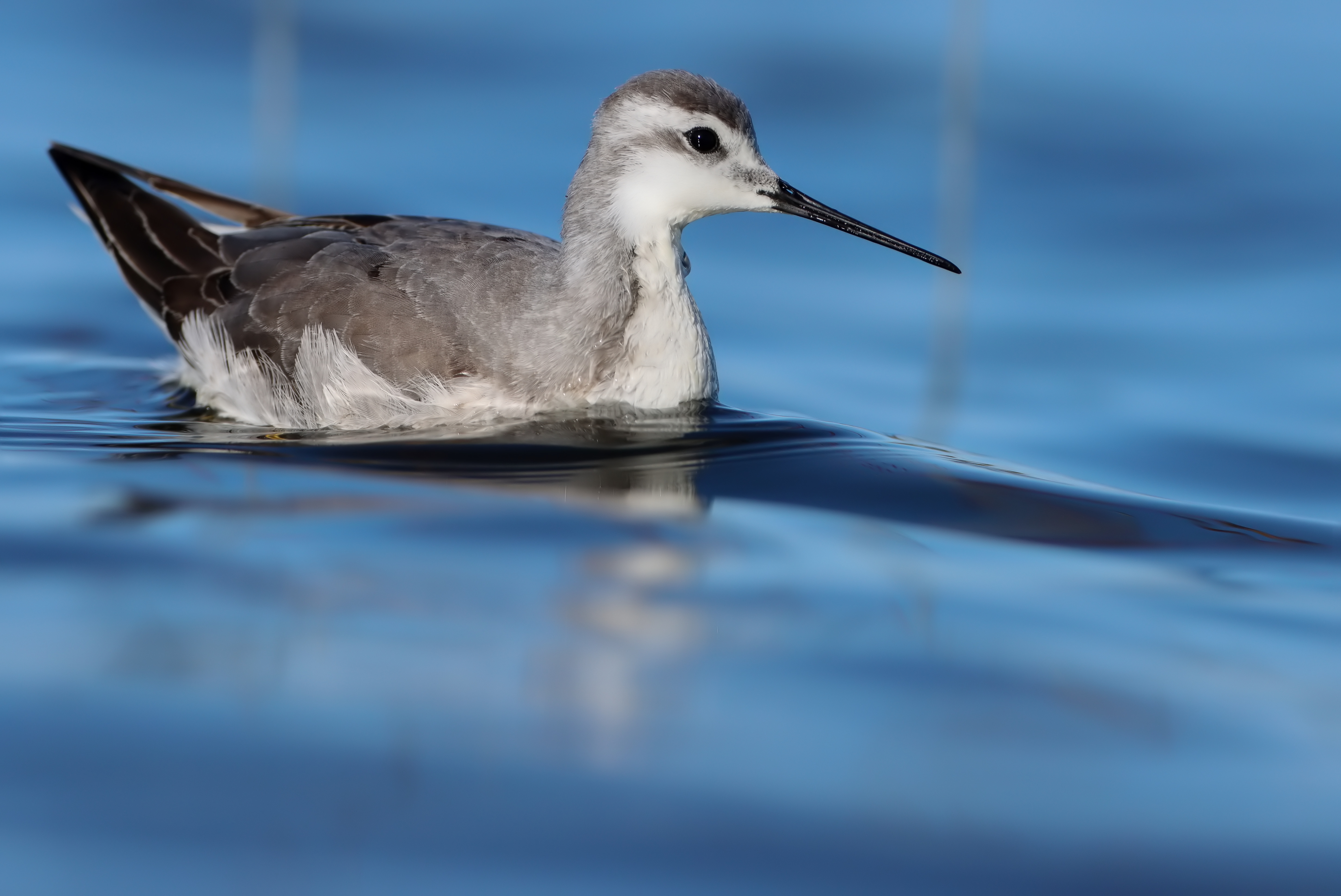 Details : Wilson's Phalarope - BirdGuides