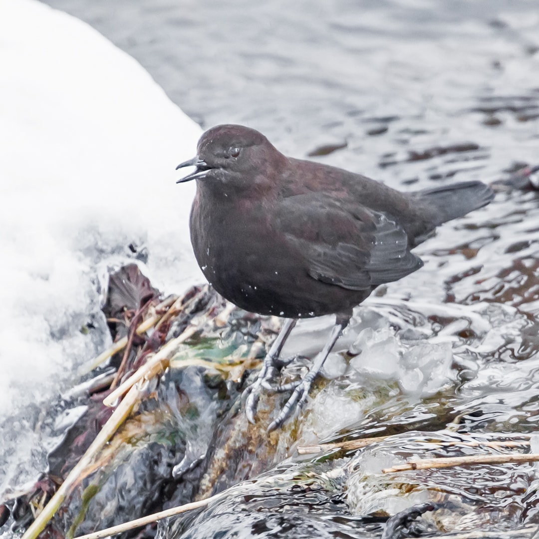 Brown Dipper by Peter Beesley - BirdGuides