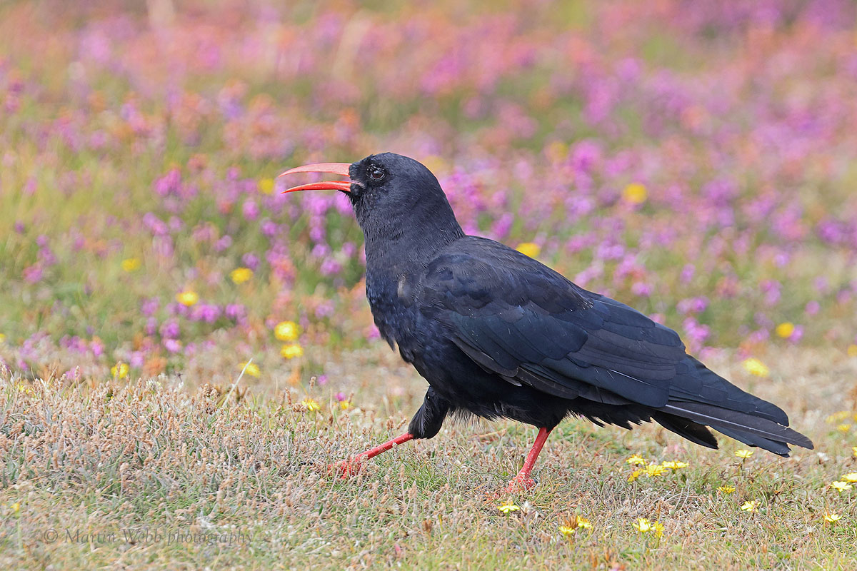 Chough by Martin Webb - BirdGuides
