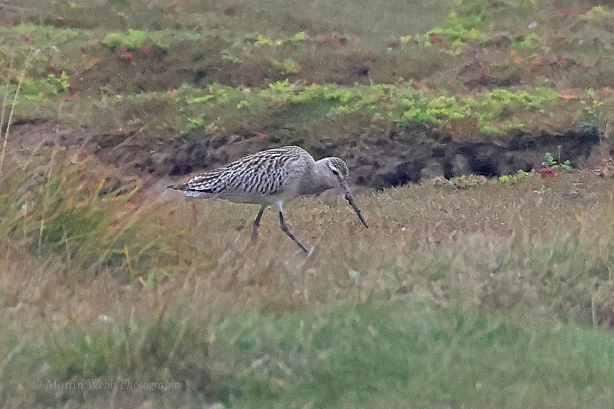 Birdwatching Sites in Cornwall - BirdGuides